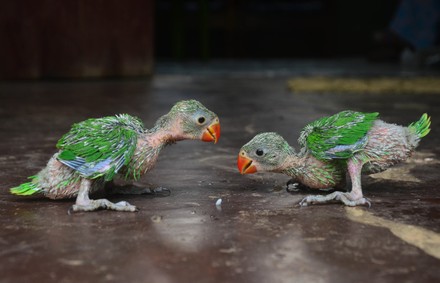 3,000 Parrots Stock Pictures, Editorial Images and Stock Photos ...