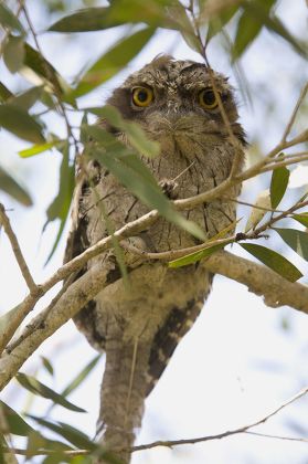 Tawny Frogmouth Called Mopoke Sitting On Editorial Stock Photo - Stock ...