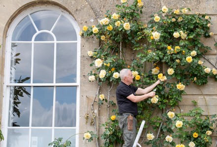 Blooming Marvelous Aptly Named Gardener Bryan Editorial Stock Photo ...
