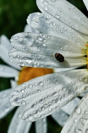 Raindrops Insects Share Petals On Oxeye Editorial Stock Photo - Stock ...