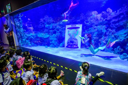 Divers Perform During Underwater Mermaid Show Editorial Stock Photo ...