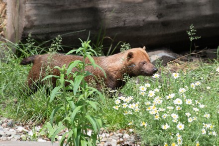 Bush dog at at zoo in Lodz, Poland - 09 Jun 2022 Stock Pictures ...