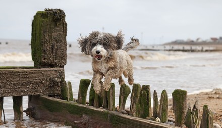 Cookie Cockapoo Dog Out Run Along Editorial Stock Photo - Stock Image ...