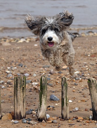 Cookie Cockapoo Dog Out Run Along Editorial Stock Photo - Stock Image ...