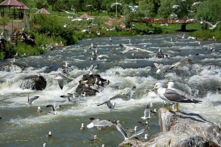 2,000 Lake van Stock Pictures, Editorial Images and Stock Photos ...