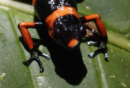 Oophaga Lehmanni Frog After Being Released Editorial Stock Photo ...