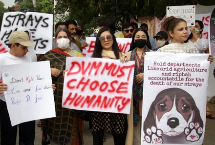 Activists Animal Rights Groups Hold Placards Editorial Stock Photo ...