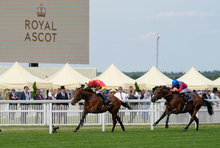 Jockey Shane Cross Wins Prince Wales Editorial Stock Photo - Stock ...