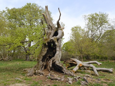 500 Wood pasture tree Stock Pictures, Editorial Images and Stock Photos ...