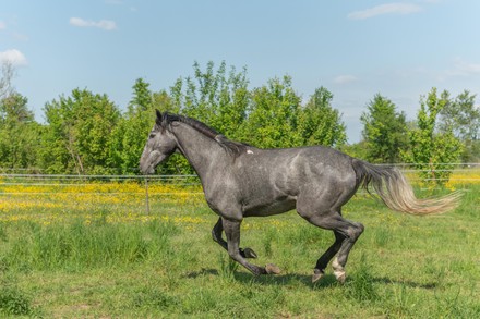 500 Fast horses Stock Pictures, Editorial Images and Stock Photos ...