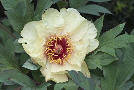 96 European peonies Stock Pictures, Editorial Images and Stock Photos ...