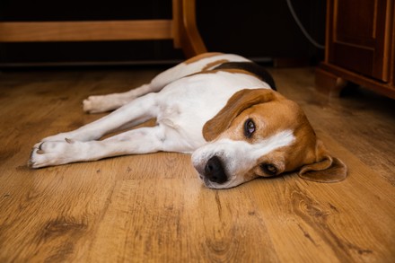 500 Beagle dogs Stock Pictures, Editorial Images and Stock Photos ...