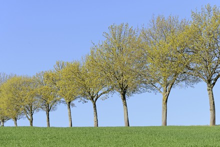 Maple Acer Row Trees Grain Field Editorial Stock Photo - Stock Image ...