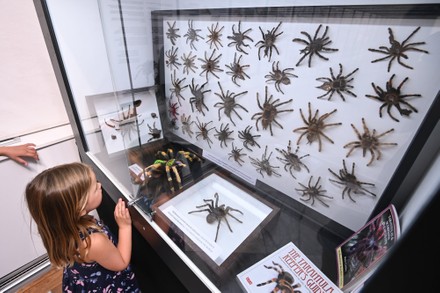 Girl Visits Exhibition Spiders Scorpions Private Editorial Stock Photo ...