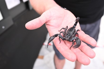 Staff Member Displays Scorpion Exhibition Spiders Editorial Stock Photo ...