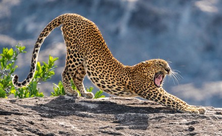 Leopard Stretches Yoga Pose After Waking Editorial Stock Photo - Stock ...