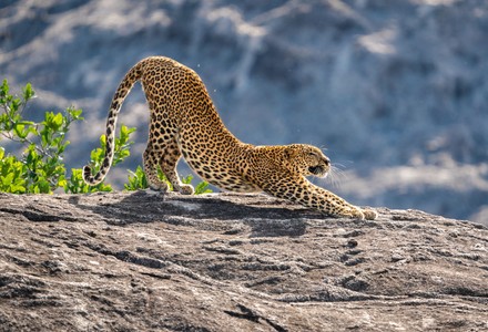 Leopard Stretches Yoga Pose After Waking Editorial Stock Photo - Stock ...