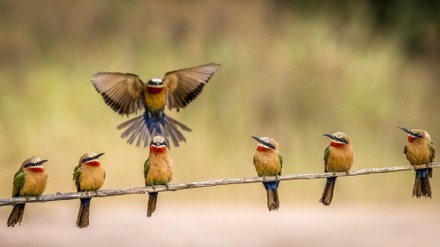Flock Bee Eaters Packed Onto Tree Editorial Stock Photo - Stock Image ...