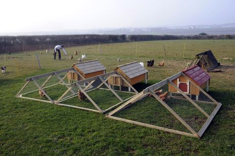 Chicken Hotel, where owners leave their chickens when they go on ...