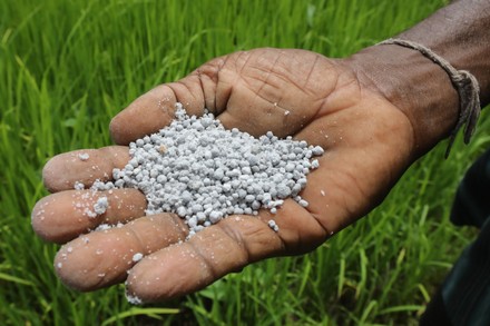 Sri Lankan Paddy Farmer Displays Handful - Foto de stock de contenido ...