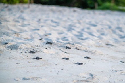 __COUNT__ Malaysia Redang Island Sea Turtle Protection - 14 Jun 2022 ...
