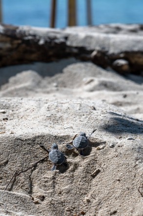 220616 Redang Island June 16 2022 Editorial Stock Photo - Stock Image ...
