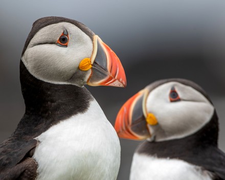 Pair Puffins Embrace After Winter Sea Editorial Stock Photo - Stock ...