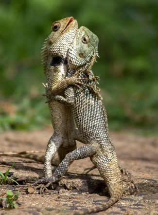 Friend Two Lizards Appear Hug They Editorial Stock Photo - Stock Image ...