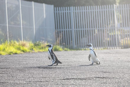 African Penguins Waddle On Road Simons Editorial Stock Photo - Stock ...