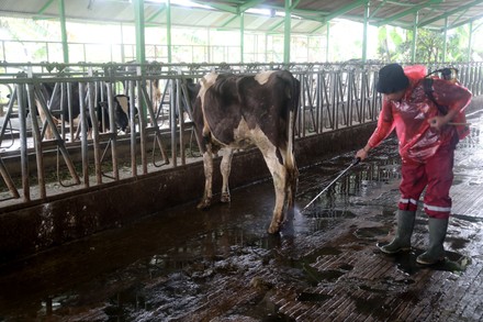 Worker Sprays Disinfectant Cattle Farm Bogor Editorial Stock Photo ...