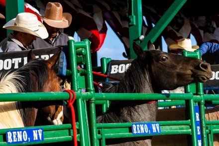 Andrea Busby Barrel Racing Reno Rodeo Editorial Stock Photo - Stock ...