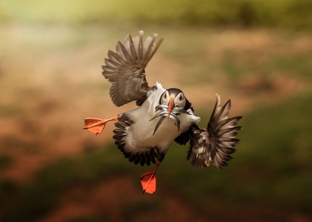 Puffin Flies Haul Freshly Caught Fish Editorial Stock Photo - Stock ...