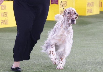 English Setter Wins Sporting Group 146th Editorial Stock Photo - Stock ...