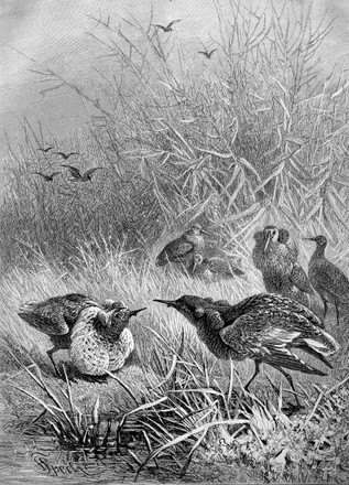 Birds Ruff Philomachus Pugnax Illustration Woodcut Editorial Stock ...
