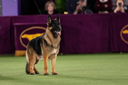German Shephard Winner Herding Group Competes Editorial Stock Photo ...