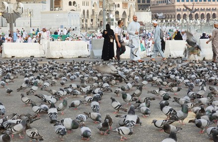 Muslim pilgrims feed pigeons near the Grand mosque, Mecca, Saudi Arabia ...