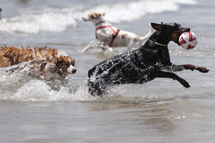 Dogs Frolick Beach During Summer Temperatures Editorial Stock Photo ...
