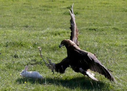 Golden Eagle About Catch Rabbit Presentation Editorial Stock Photo ...