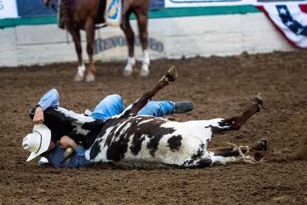 Leighton Berry 2022 Reno Rodeo Bareback Editorial Stock Photo - Stock ...