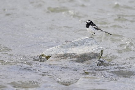White Wagtail Perches On Stone Lhasa Editorial Stock Photo - Stock ...