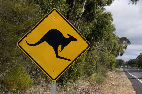 Kangaroo Road Sign Australia Editorial Stock Photo - Stock Image ...