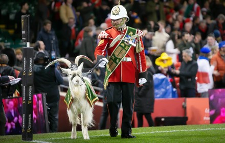 Mountain Goat Regimental Mascot 3rd Battalion Editorial Stock Photo ...