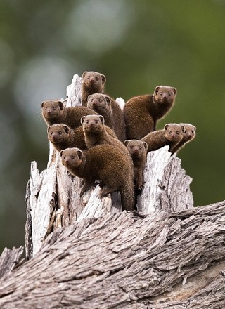 Hoard Wild Mongoose Look Camera They Editorial Stock Photo - Stock ...
