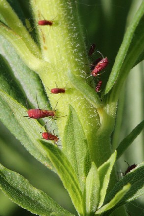 2 Red goldenrod aphids Stock Pictures, Editorial Images and Stock ...