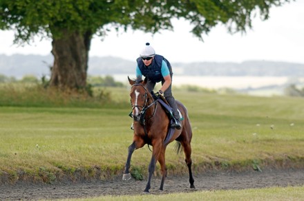 250 Cantering horse Stock Pictures, Editorial Images and Stock Photos ...