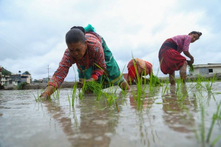 Nepali Farmers Transplant Paddy Saplings Hill Editorial Stock Photo ...