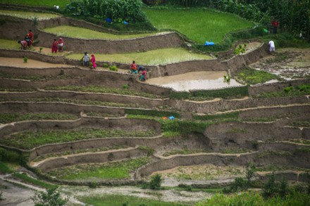 Nepali Farmers Transplant Paddy Saplings Hill Editorial Stock Photo ...