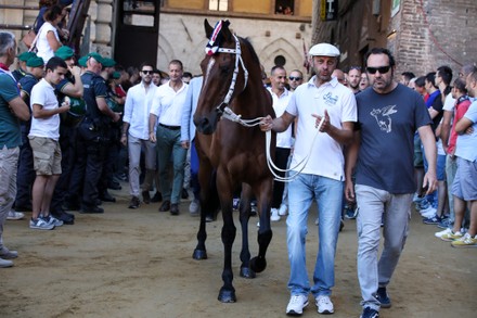 Jockey Contrada Istrice Horse Before Race Editorial Stock Photo - Stock ...