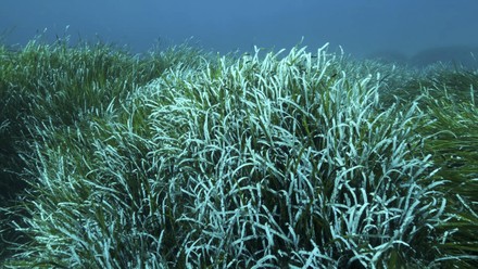 82 Posidonia Stock Pictures, Editorial Images and Stock Photos ...