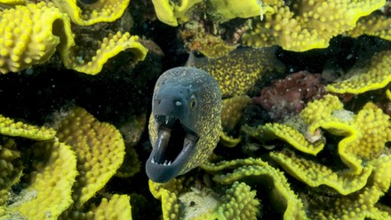 School Striped Catfish Hiding Inside Coral Editorial Stock Photo ...